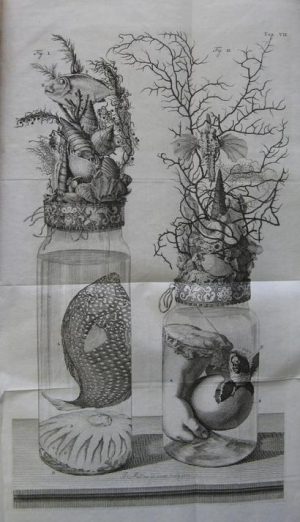 2012 October Frederik Ruysch – Edward Worth Library