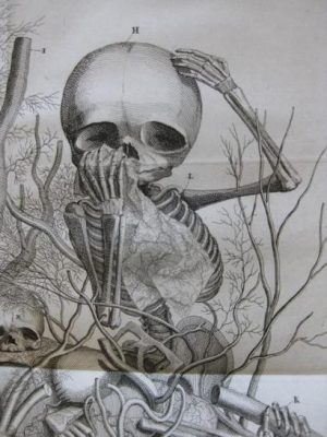 2012 October Frederik Ruysch – Edward Worth Library